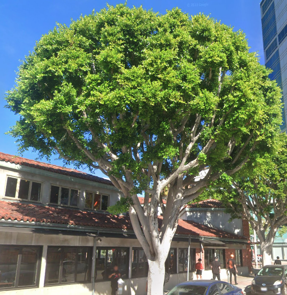 Tree 3d Models - General Discussion - Vectorworks Community Board